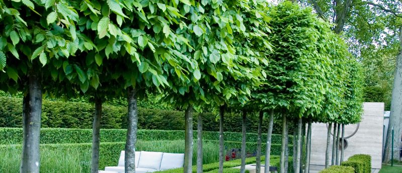 A Guide to Instant Hedging — Grasslands Nursery