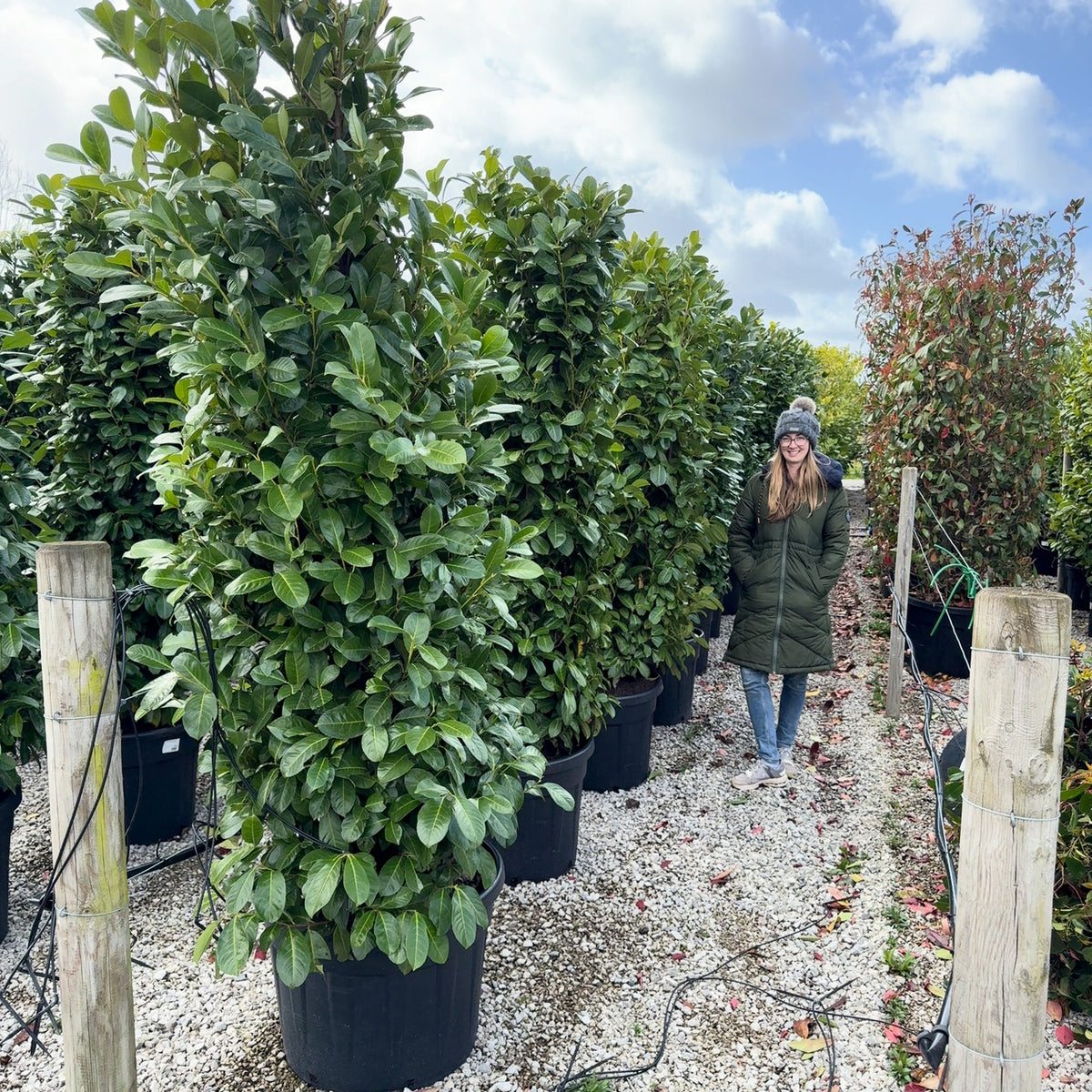 When Can You Cut Hedges in the UK? Timing & the Law | Grasslands ...