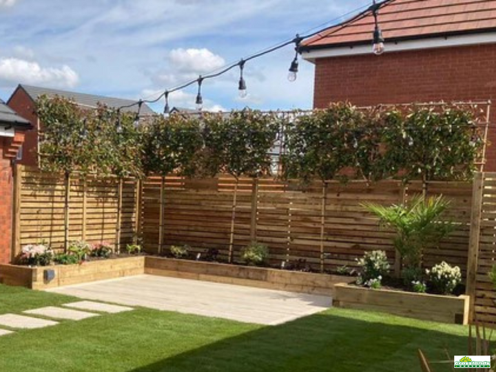 Pleached Trees History | The Origins of Pleaching Explained ...