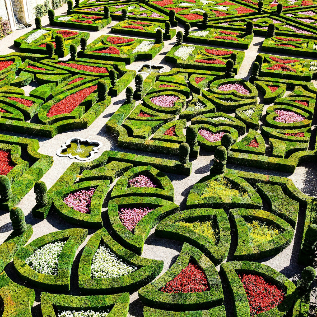 Pleached Trees History | The Origins of Pleaching Explained ...