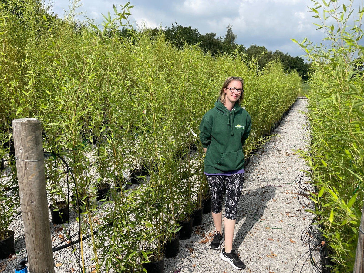 Bamboo Hedging Help & Information — Grasslands Nursery