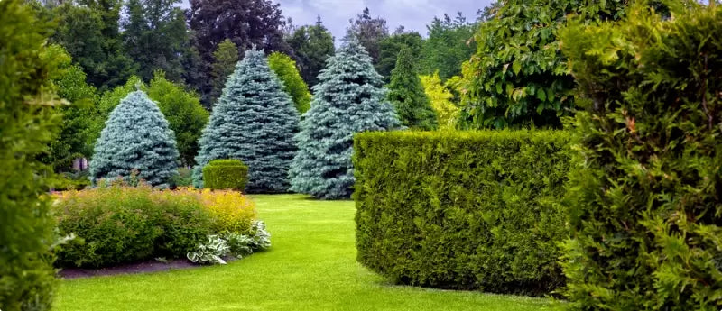 A Guide to Different Types of Hedging Plants | Grasslands — Grasslands ...