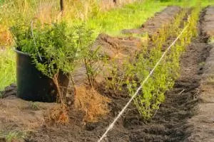 Bare Root Planting Tips — Grasslands Nursery