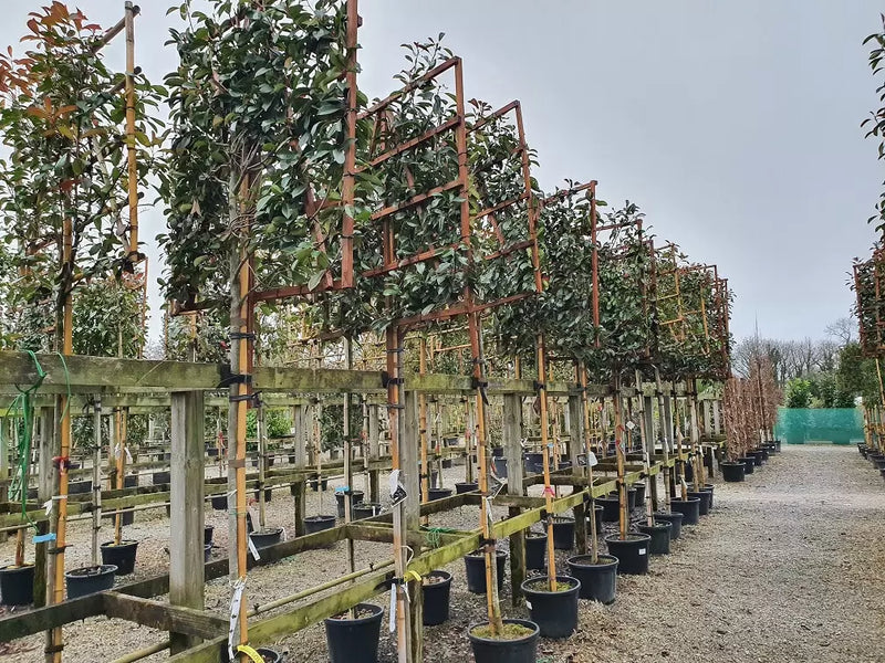 Pleached Trees in the Garden | Pros, Uses & Key Considerations ...