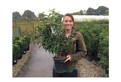Prunus Lusitanica or Portuguese Laurel Plant – Plant Study — Grasslands ...