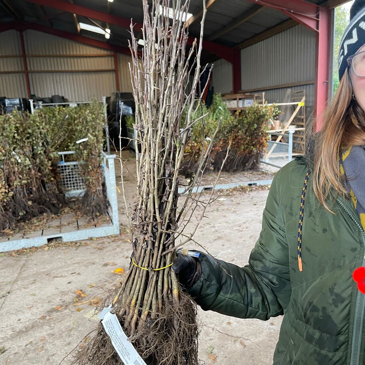 Native Hedging Big Deals — Grasslands Nursery