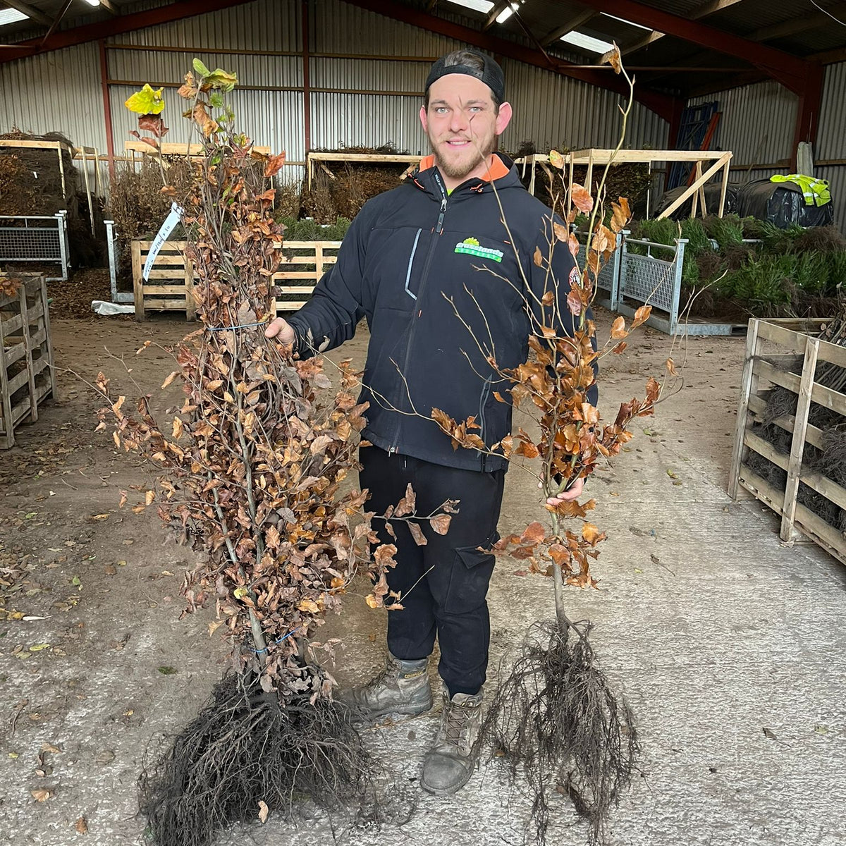 Bare Root Hedging — Grasslands Nursery