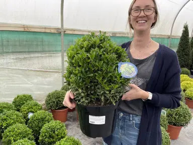 Topiary Balls — Grasslands Nursery