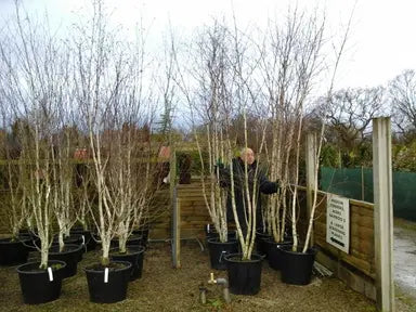 Birch Trees — Grasslands Nursery