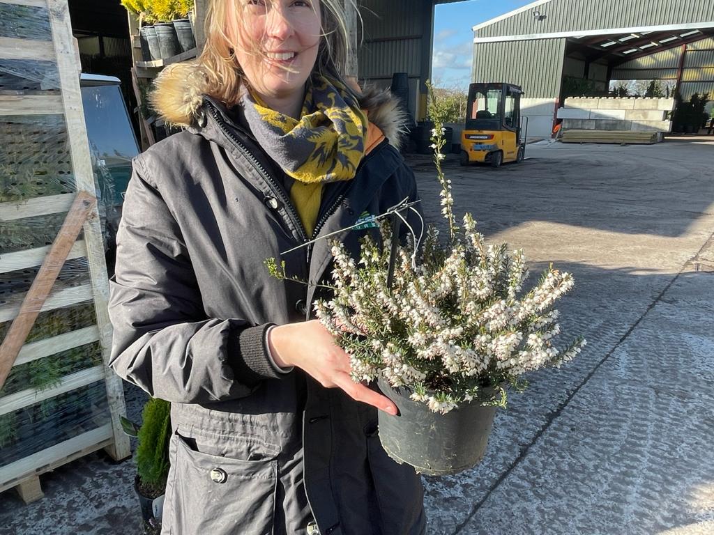 Erica (Heather) | Winter-Flowering Heathers | Grasslands — Grasslands ...