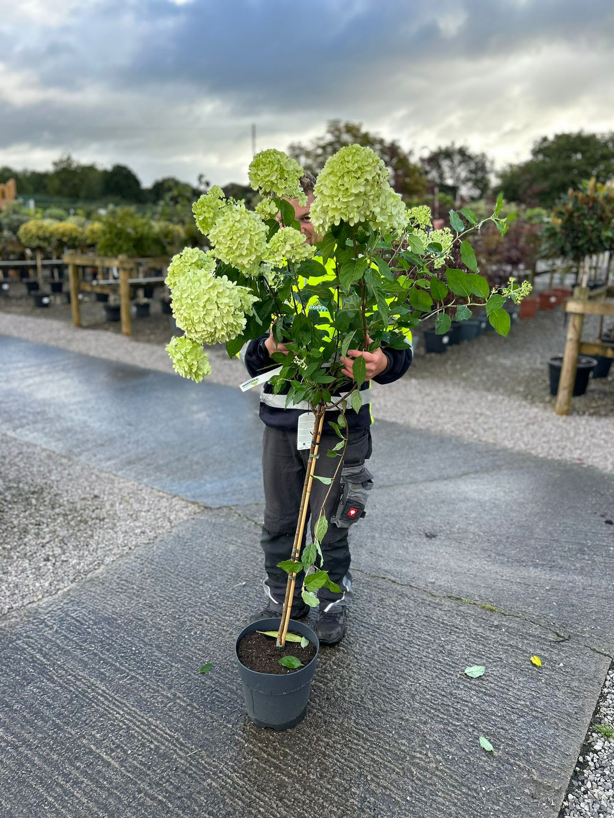 Hydrangea Standards — Grasslands Nursery