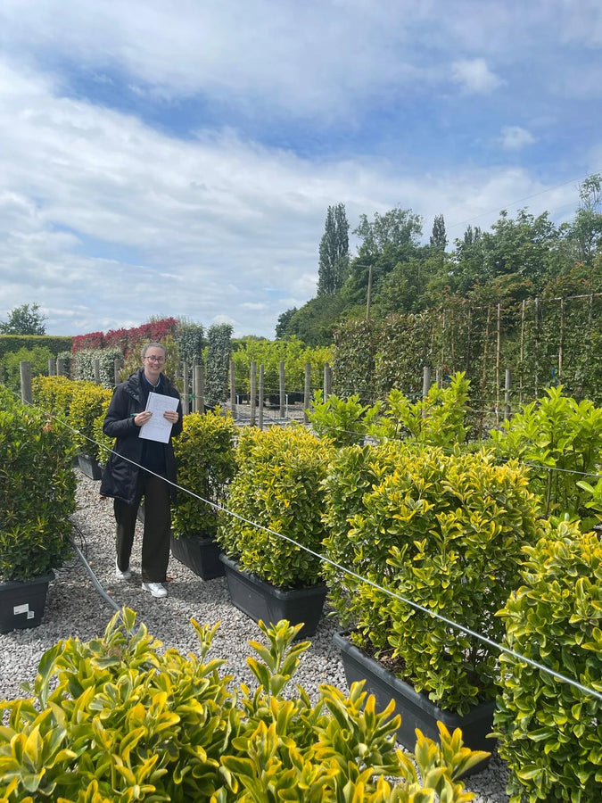 Instant Planted Partitioning — Grasslands Nursery