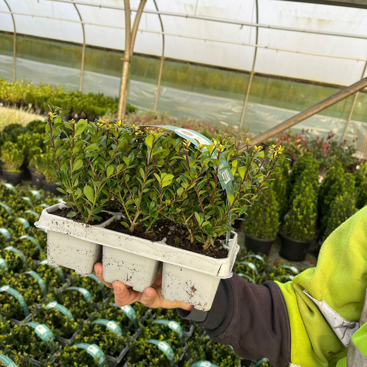 Ilex Crenata Hedge Plants | The Best Box Hedge Alternative — Grasslands ...