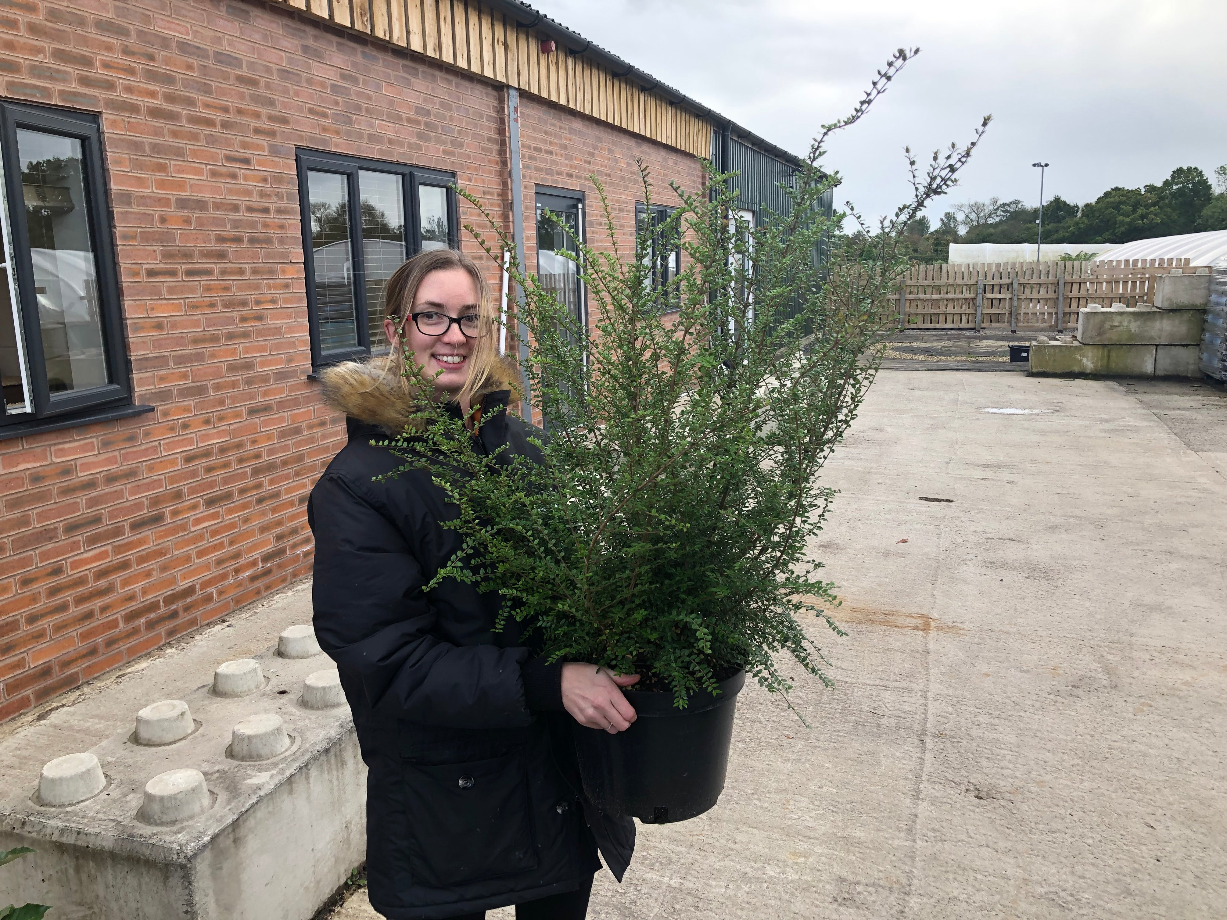 Hedging — Grasslands Nursery