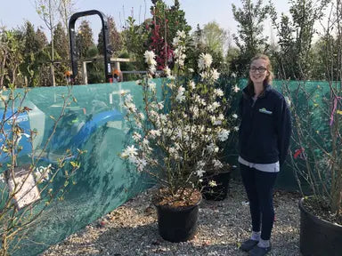 Magnolia — Grasslands Nursery