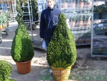 Topiary Pyramids — Grasslands Nursery