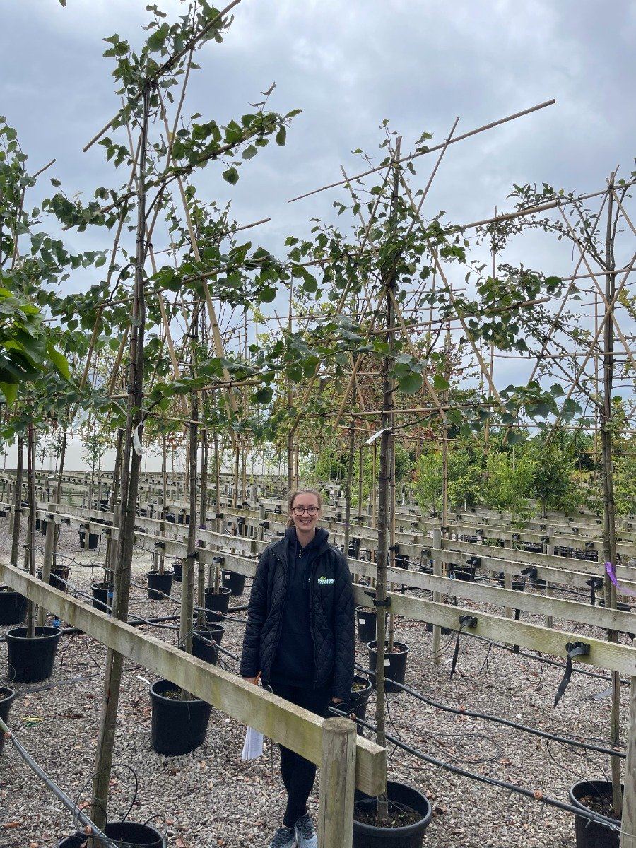 Tilia Pleached Tree — Grasslands Nursery