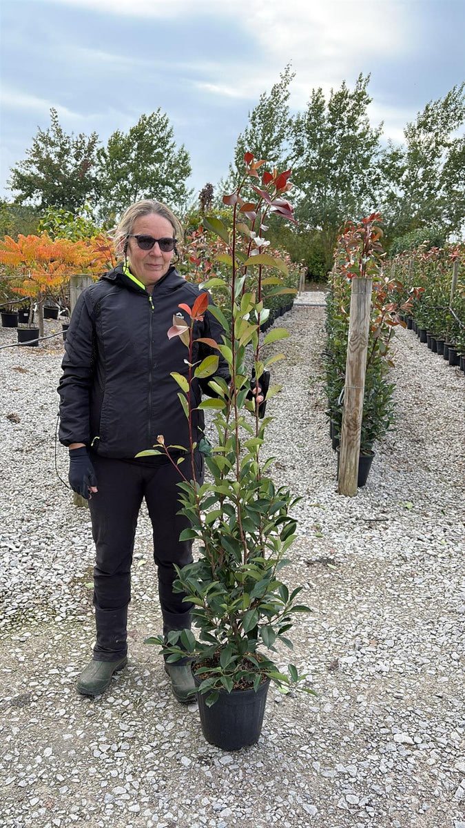 Photinia Red Robin Bush 9 Litre Pot — Grasslands Nursery