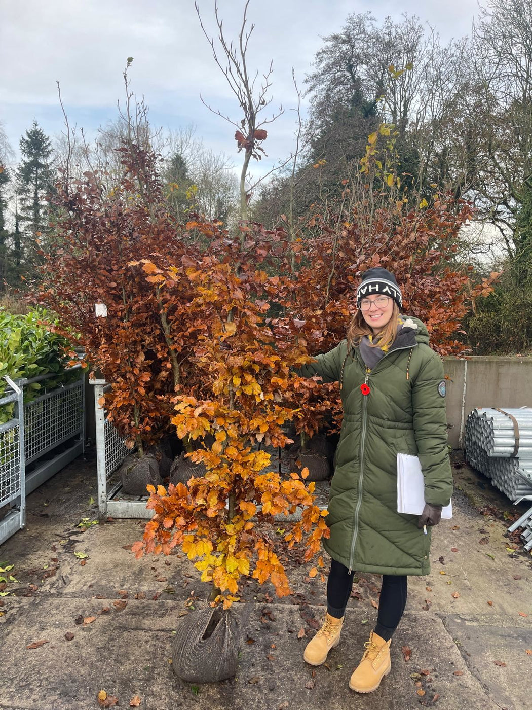 Green Beech Root Ball 150/175cm — Grasslands Nursery