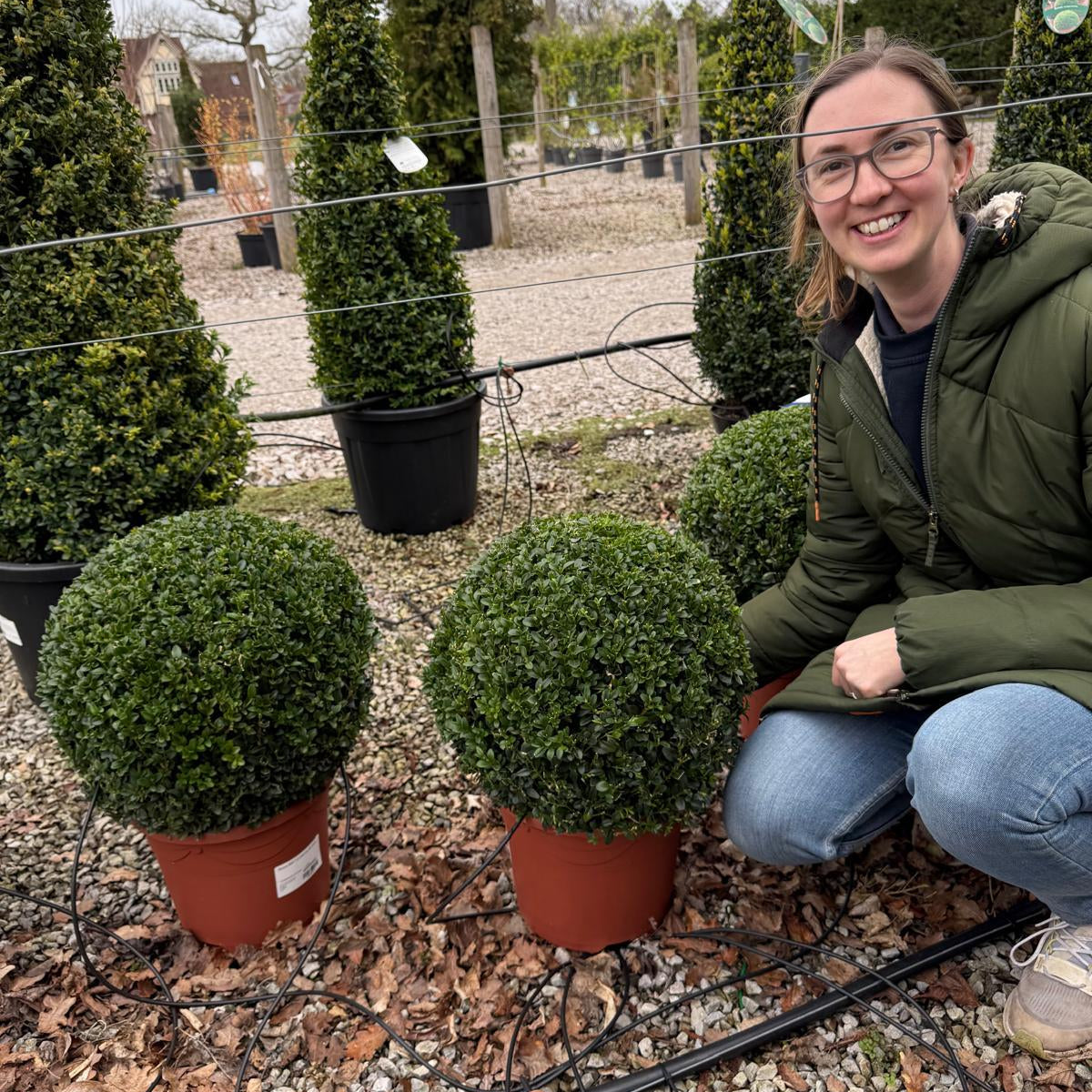 Buxus Ball 7.5 Litre Pot 30-35cm — Grasslands Nursery