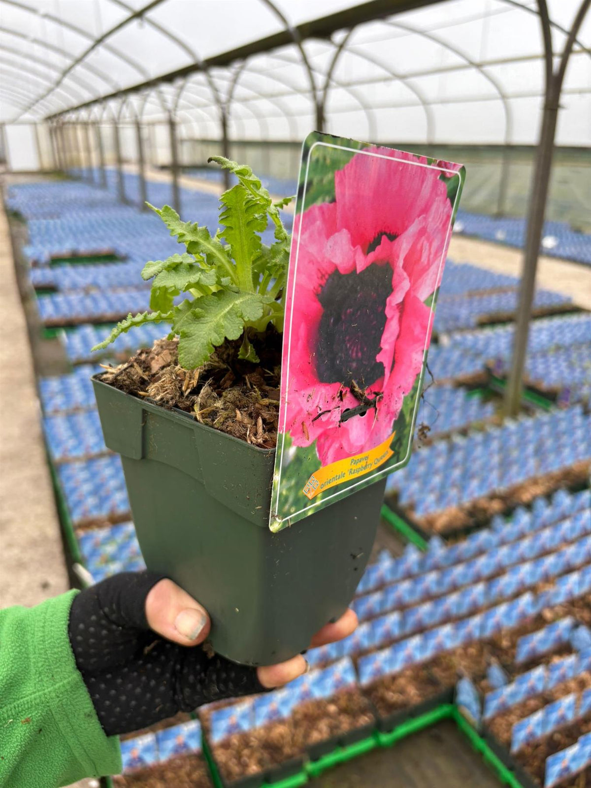 Papaver Raspberry Queen 11cm Pot — Grasslands Nursery