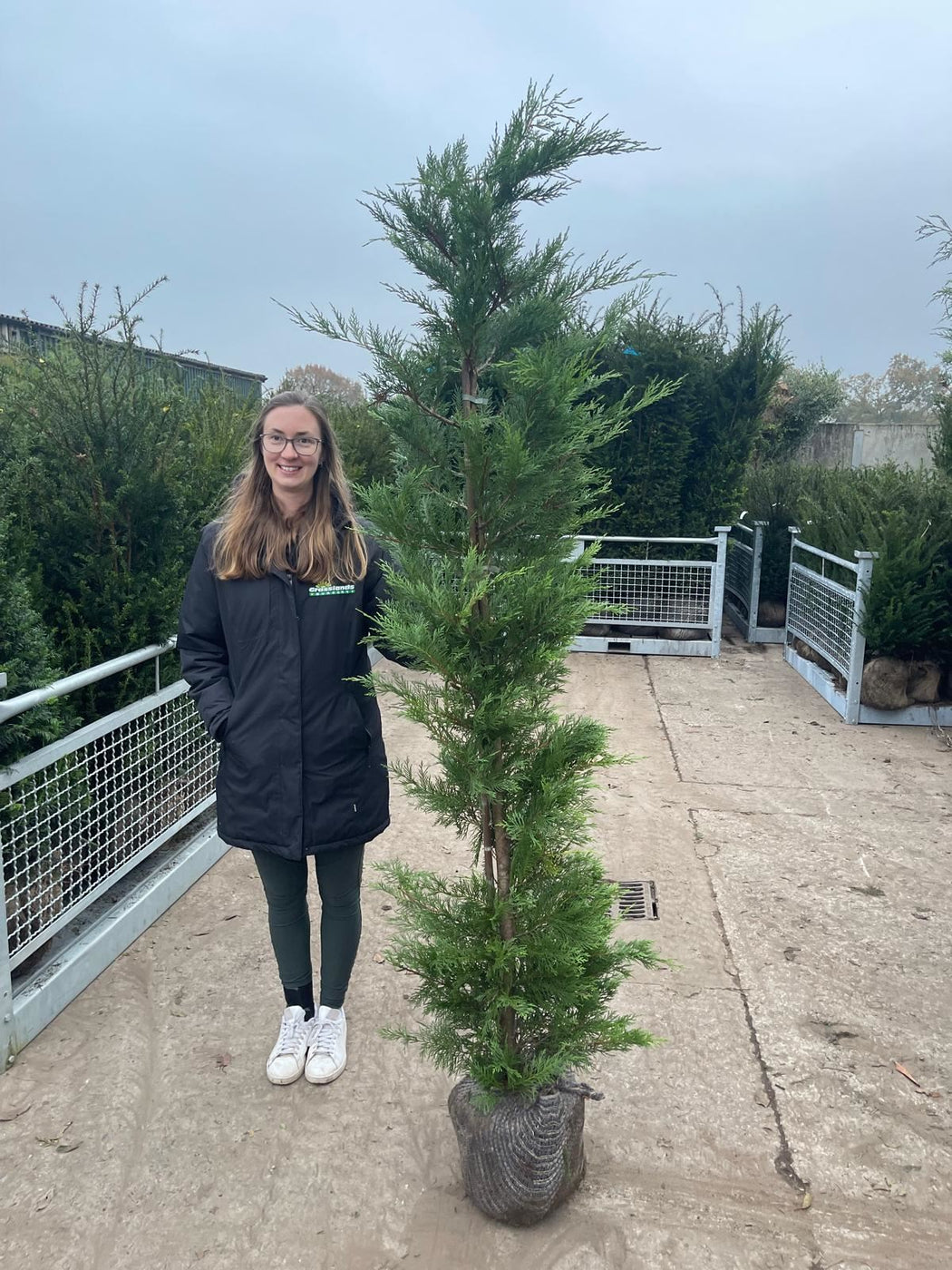 Leylandii Hedging Root Ball 175-200cm Delivery Jan/Feb — Grasslands Nursery