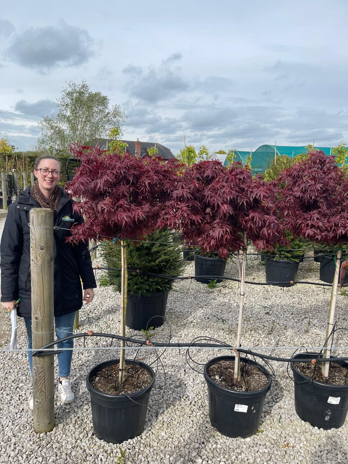Acer palmatum Shaina 35 Litre Pot 1/2 Standard — Grasslands Nursery