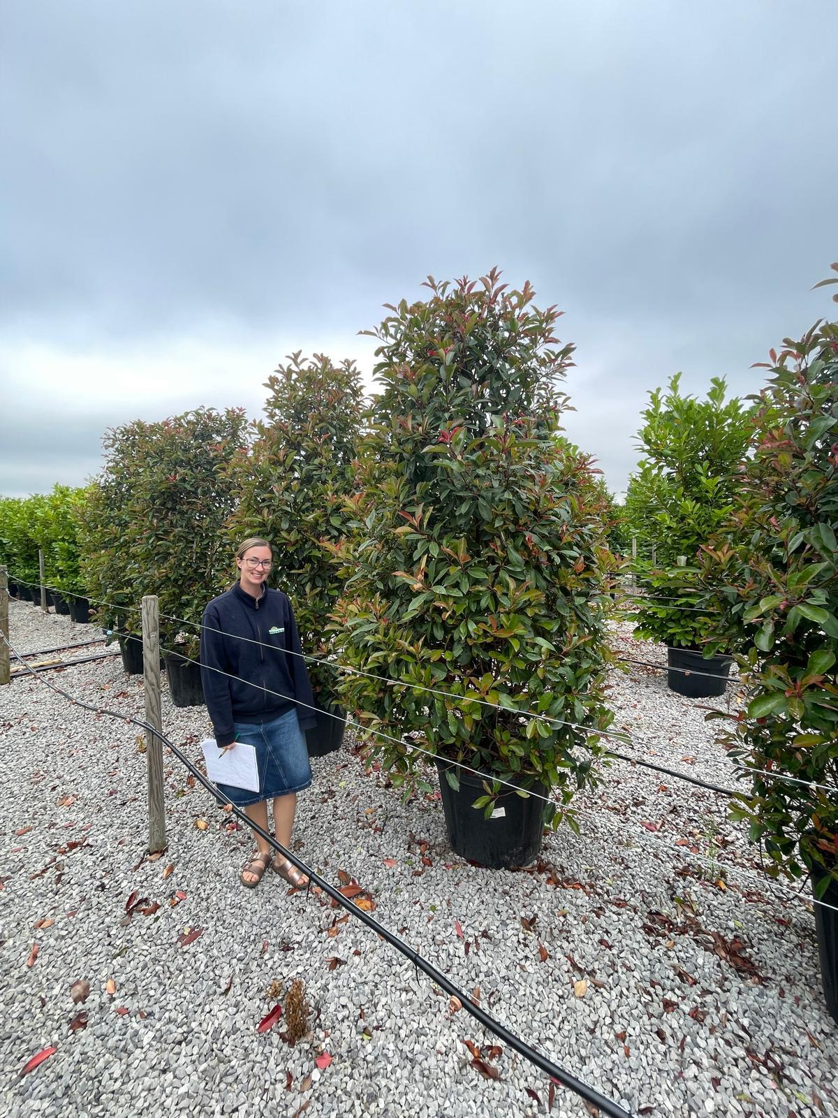 Photinia Red Robin 250cm Extra Sized Cone 130 Litre Pot — Grasslands ...
