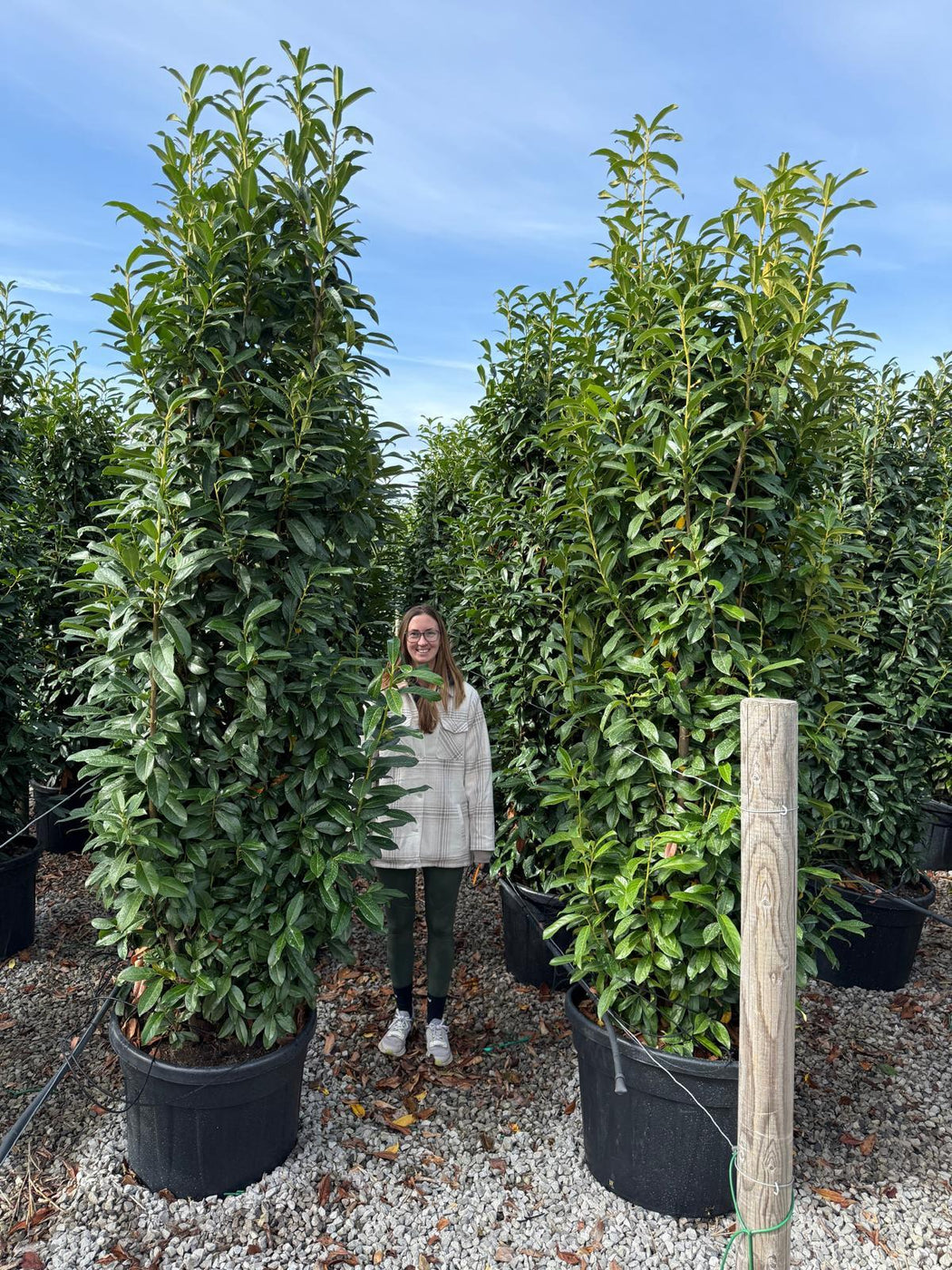 Big Deal Cherry Laurel Hedging Genolia 240/250cm x 10 — Grasslands Nursery