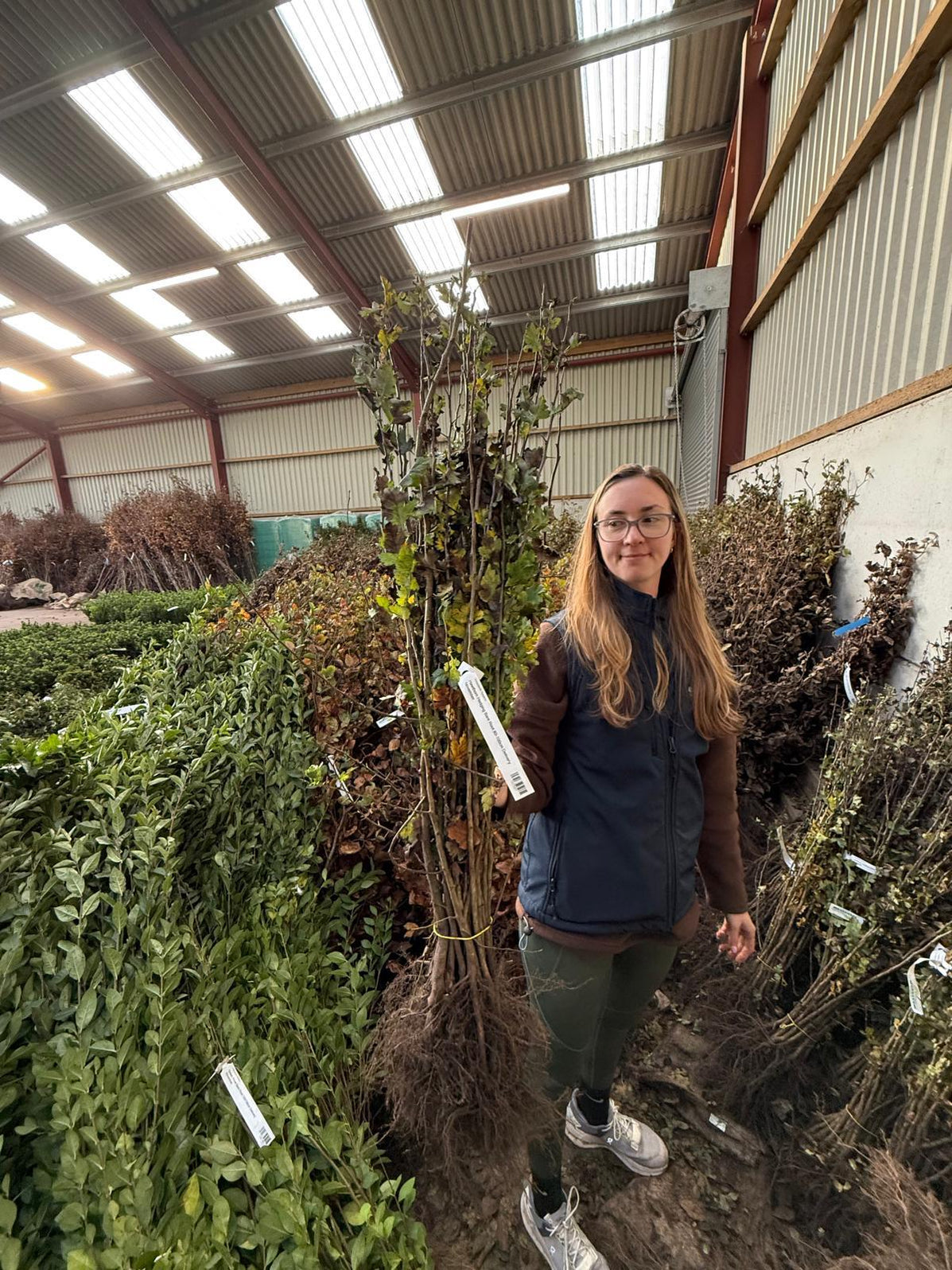Hawthorn Hedging Bare Root 80-100cm Delivery Jan/Feb — Grasslands Nursery