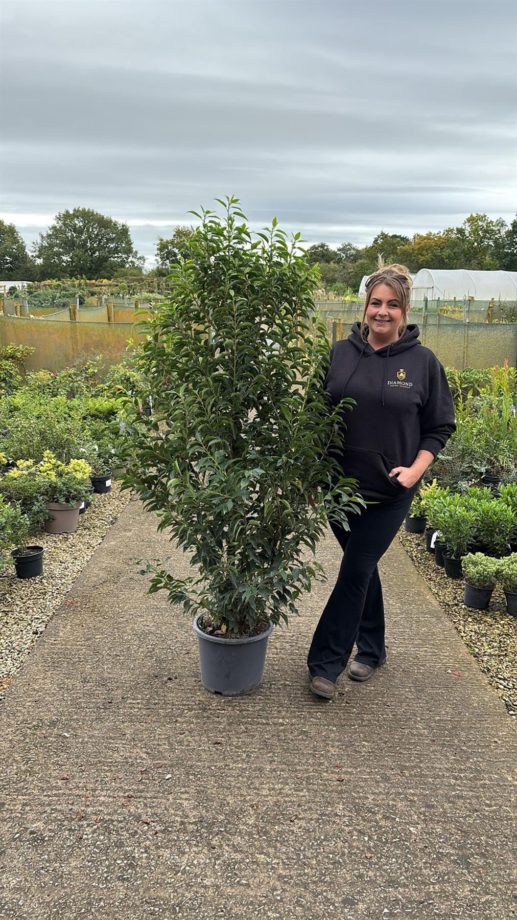Big Deal Portuguese Laurel Hedging Myrtifolia 15 Litre Pot 150-160cm x — Grasslands Nursery