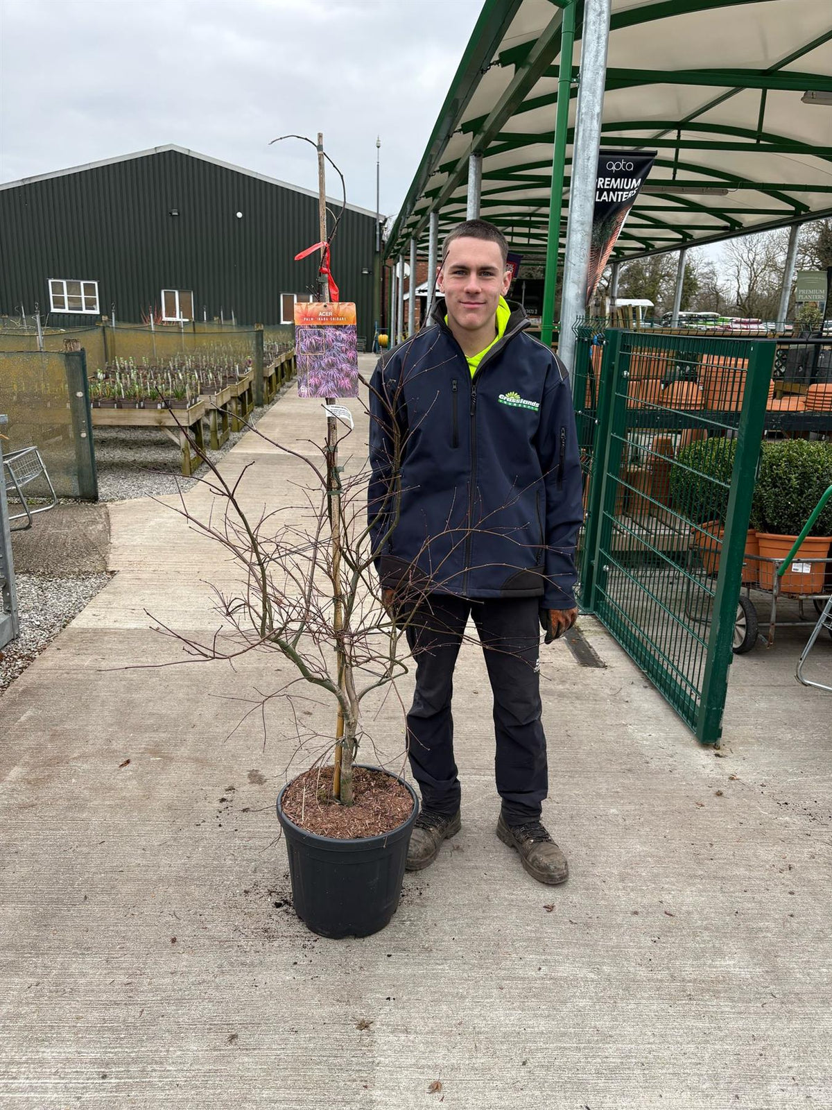 Acer palmatum Inaba Shidare 25 Litre Pot — Grasslands Nursery