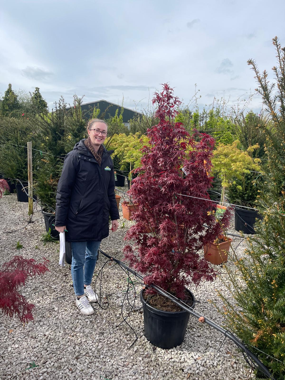 Acer palmatum Shaina 35 Litre Pot — Grasslands Nursery