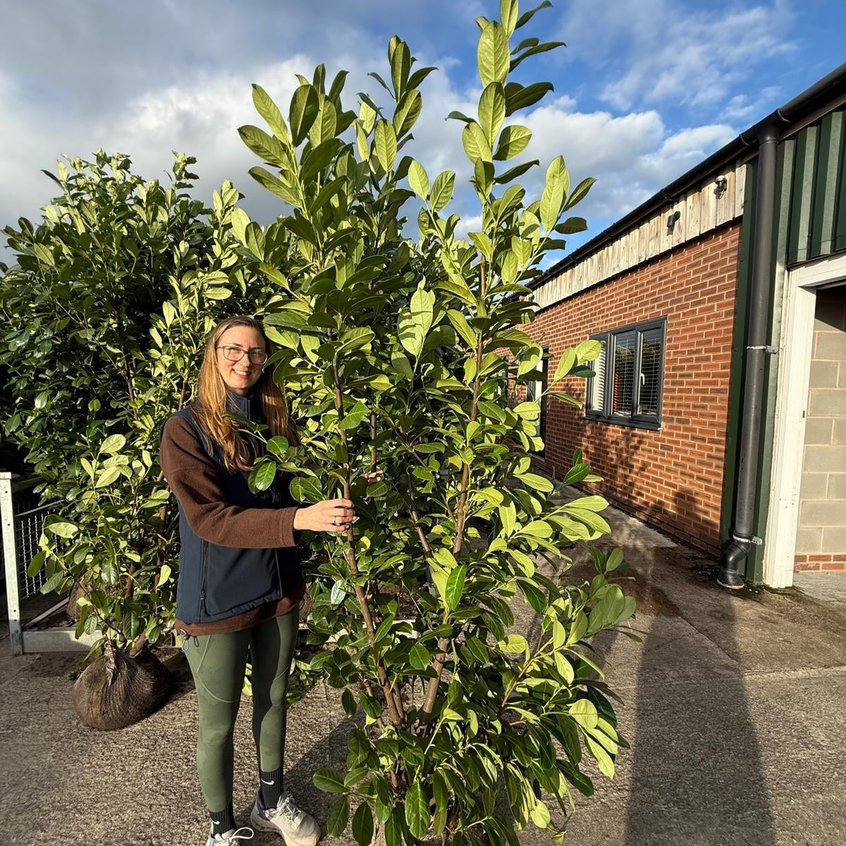 Cherry Laurel Hedging 180/200cm Root Ball Delivery Jan/Feb — Grasslands ...