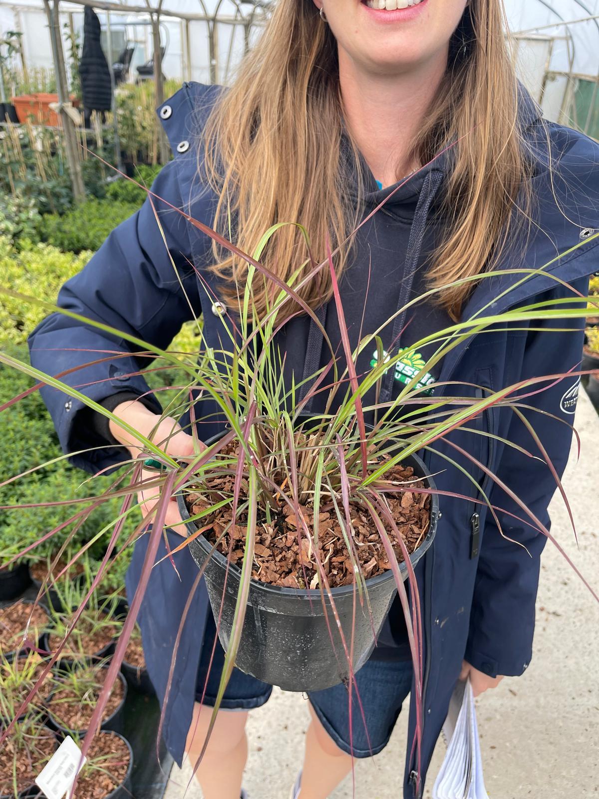 Miscanthus Sinensis Ruby Cute 3 Litre Pot — Grasslands Nursery