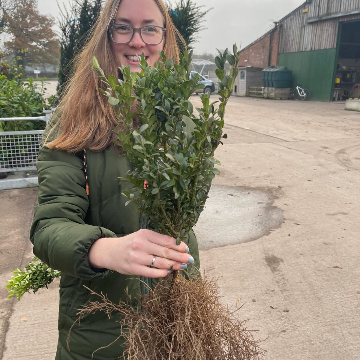 Box Hedging 30/40cm Bare Root — Grasslands Nursery