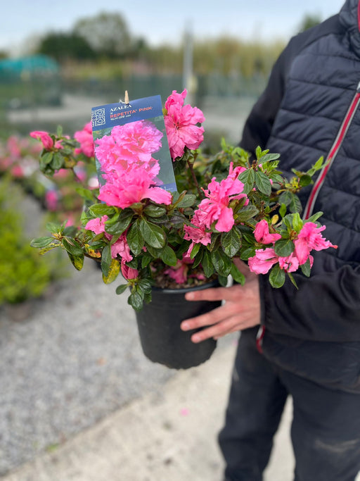 Azalea Japanese — Grasslands Nursery