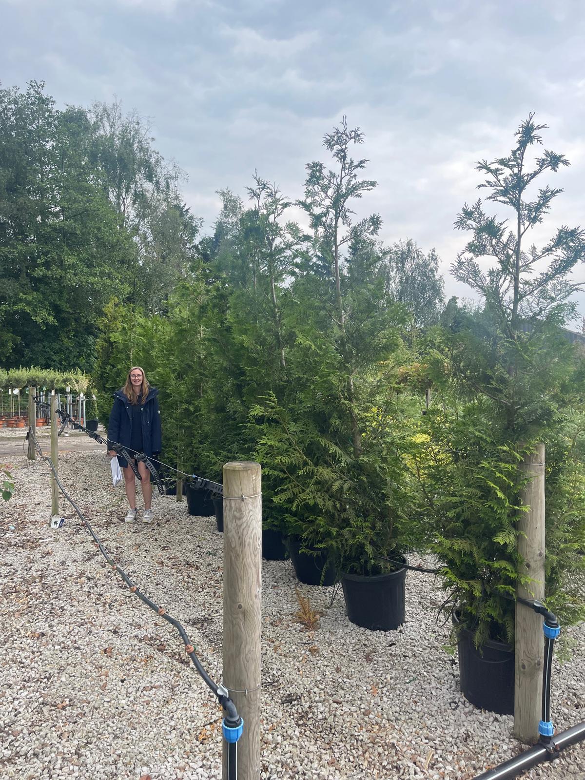 Thuja Hedging Martin 200/250cm End Of Line x 11 — Grasslands Nursery