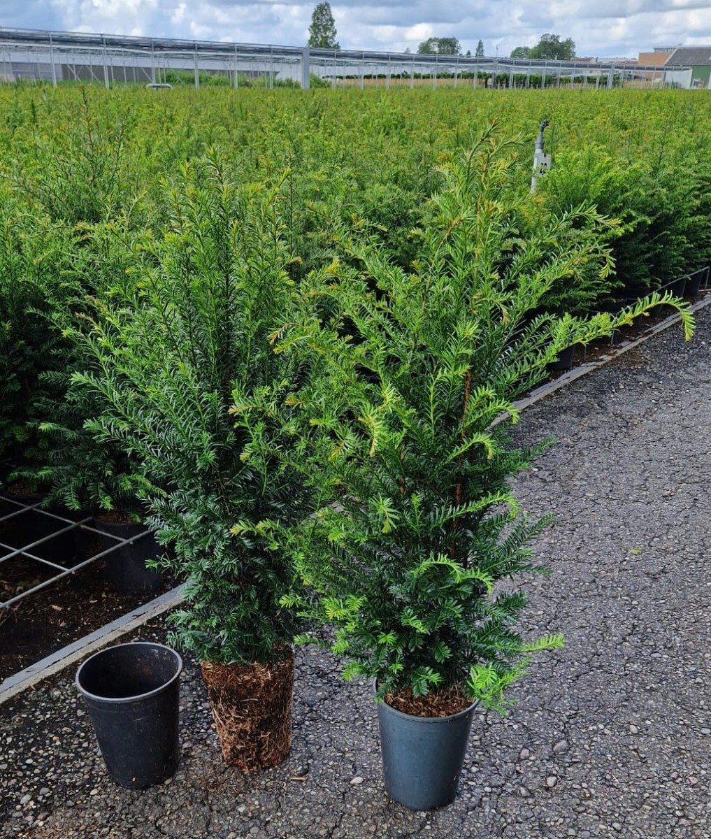 Yew Hedging 7.5 Litre Pot 80/100cm — Grasslands Nursery
