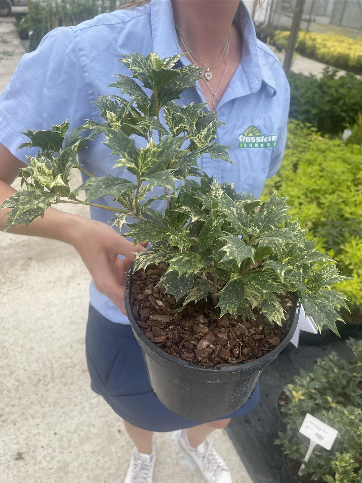 Osmanthus Heterophy. Goshiki 5 Litre Pot — Grasslands Nursery