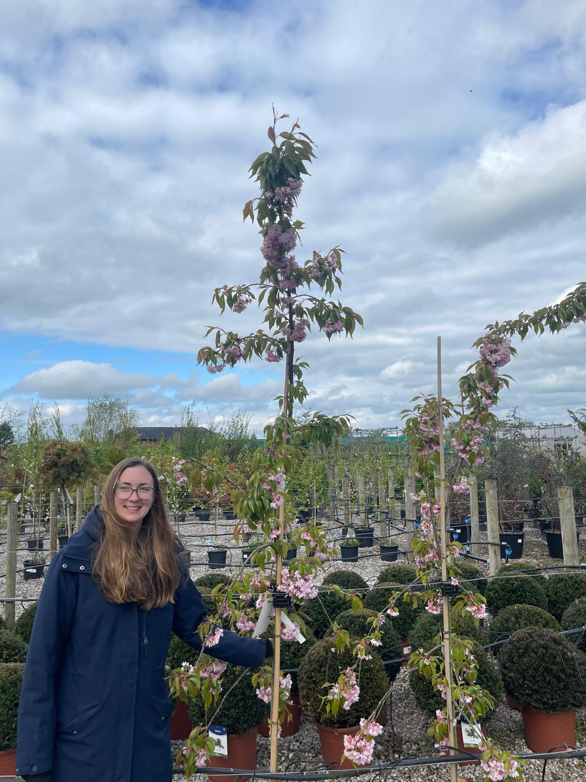 Prunus Kiku Shidare Zakura 15 Litre Pot — Grasslands Nursery