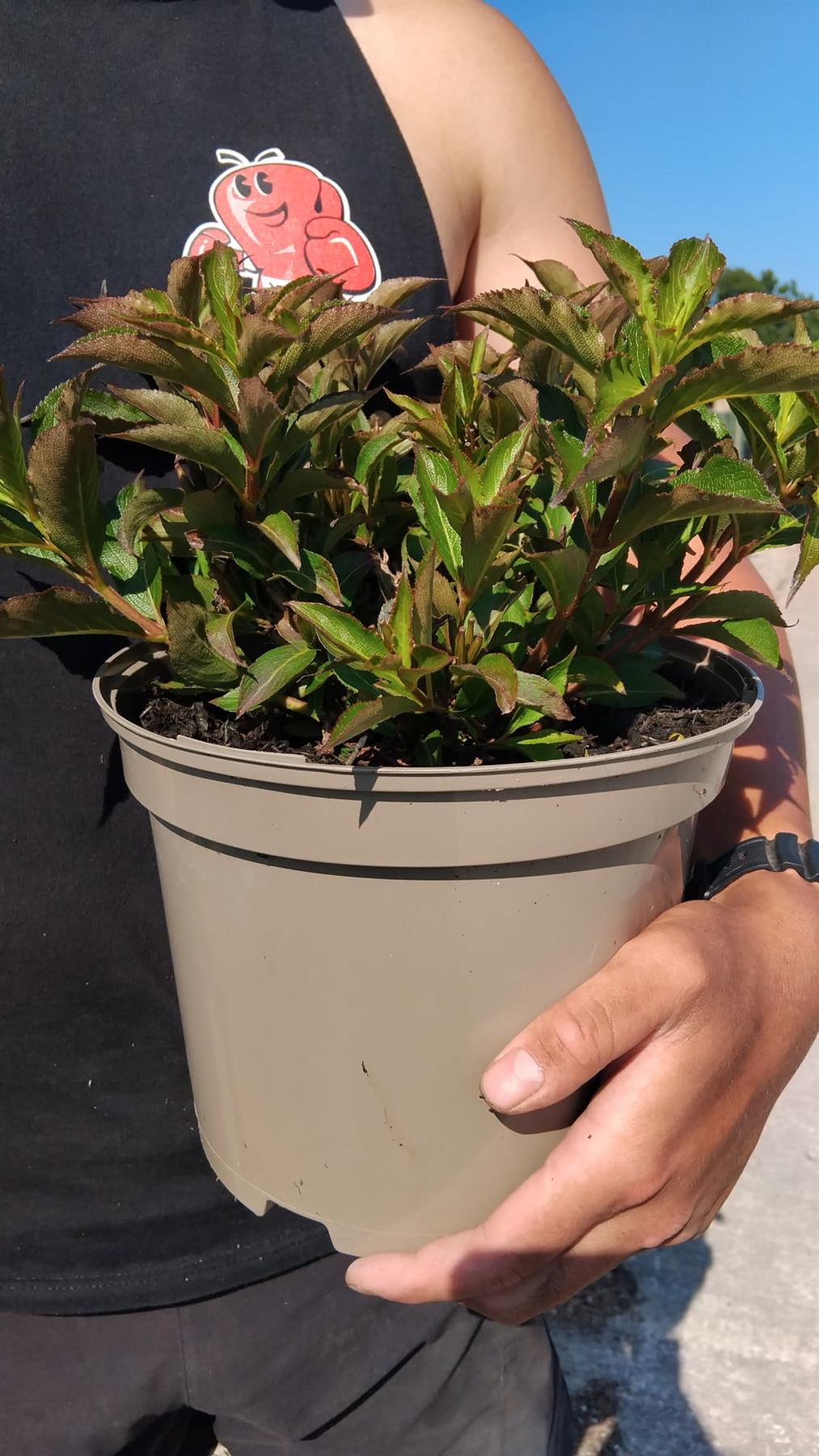 Weigela Florida Pink Poppet 5 Litre Pot — Grasslands Nursery