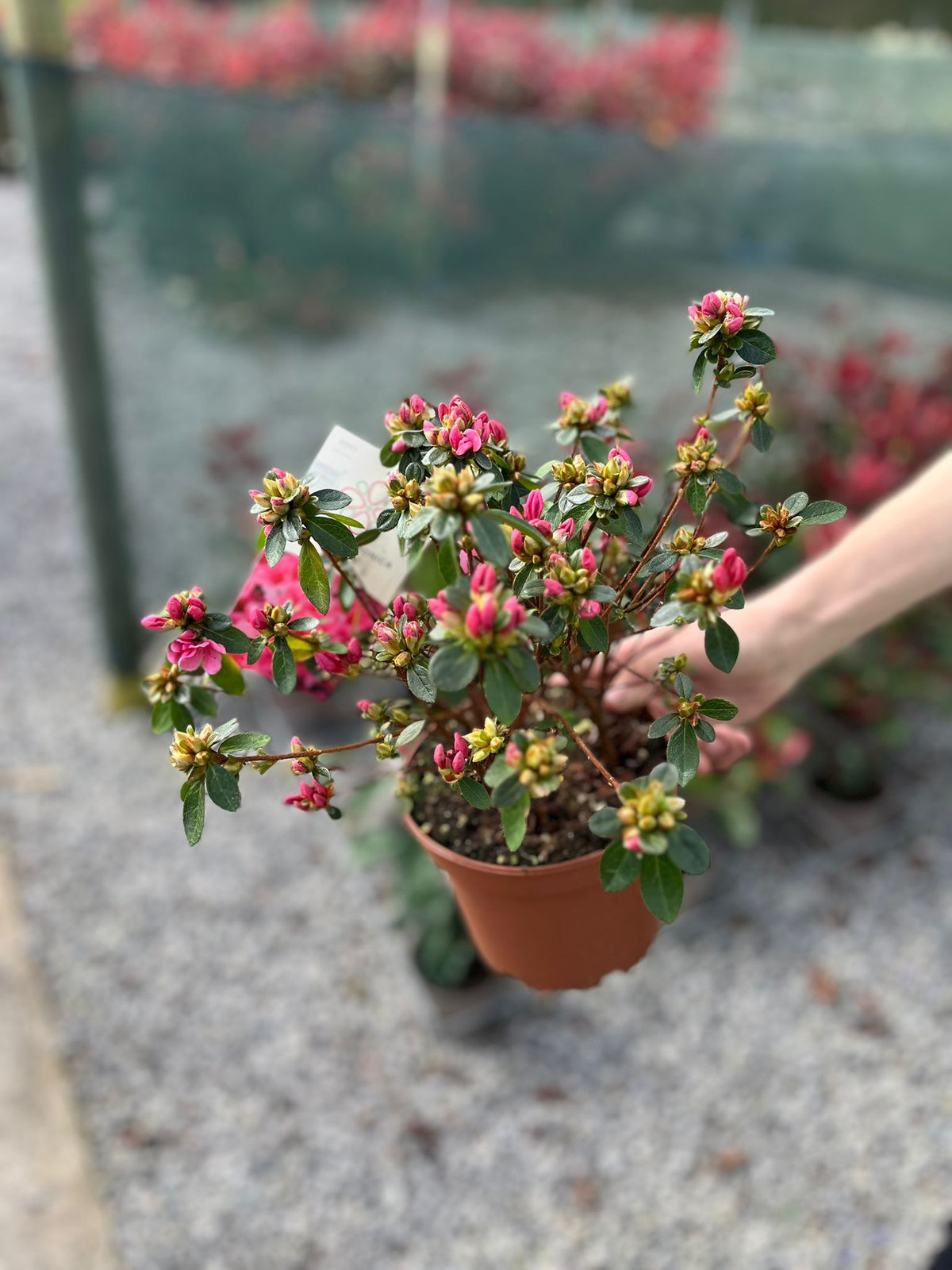 Azalea japonica Thierry 1.5 Litre Pot — Grasslands Nursery