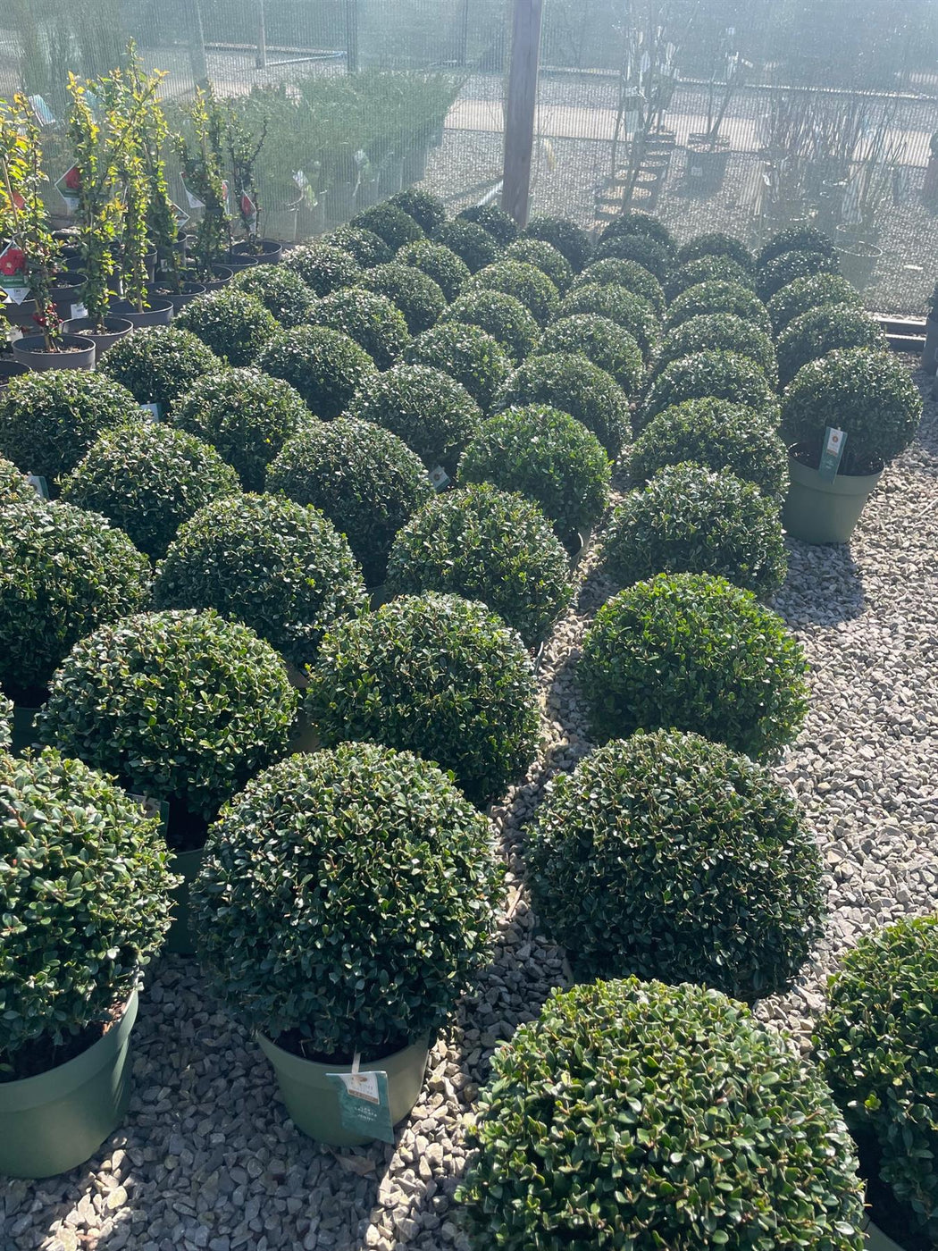 Ilex Crenata Jenny Ball 4 Litre Pot 25/30cm — Grasslands Nursery