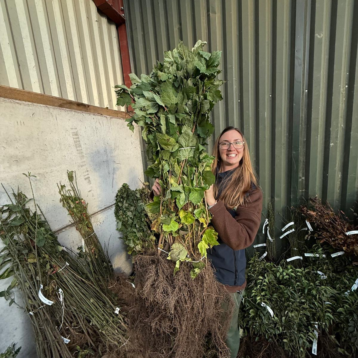 Guelder Rose Hedging Bare Root 60-100 cm Delivery Jan/Feb — Grasslands ...