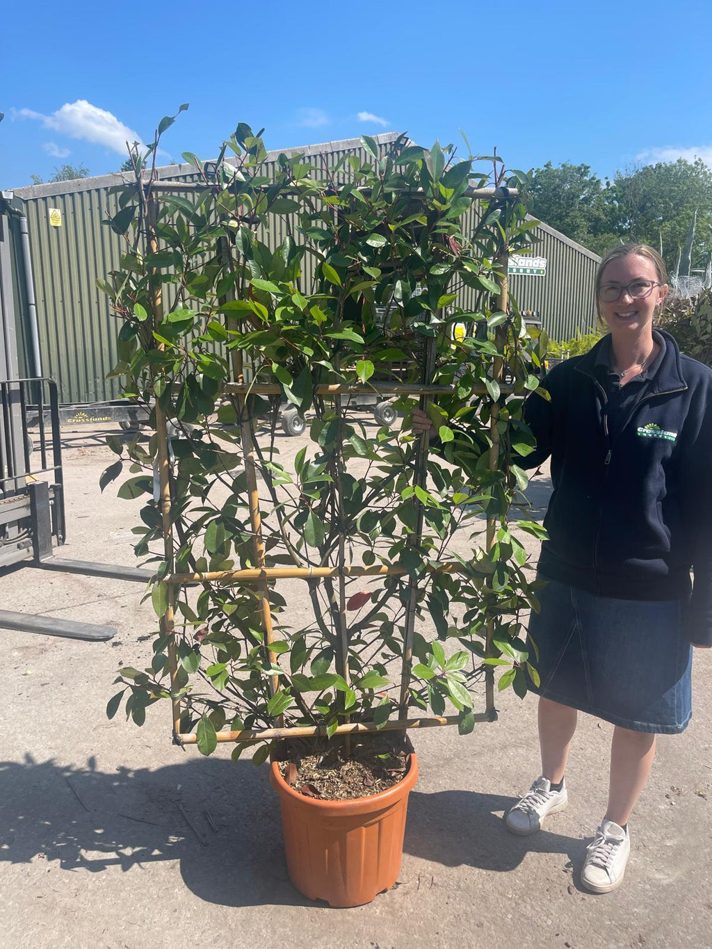 Photinia Red Robin Pleached - Established Full Frames — Grasslands Nursery