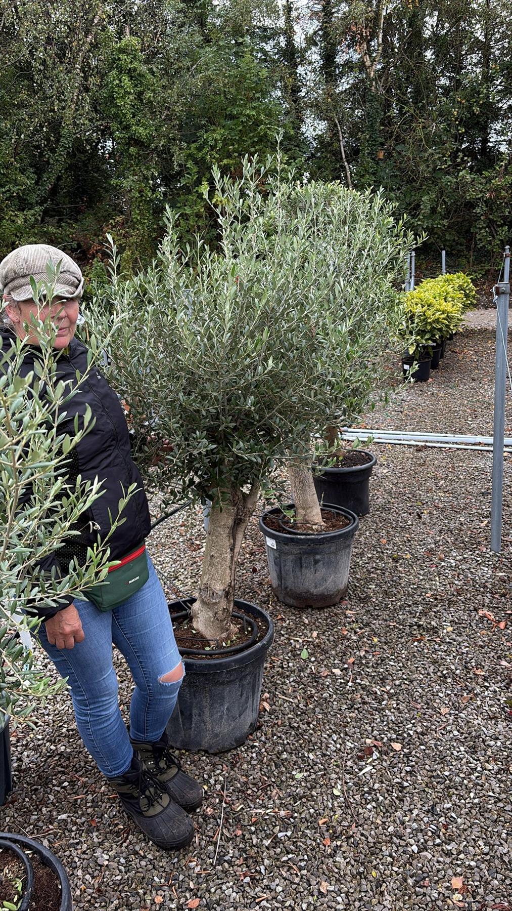 Olea Europea Or Olive Tree Heavy Standard 45 Litre Pot — Grasslands Nursery
