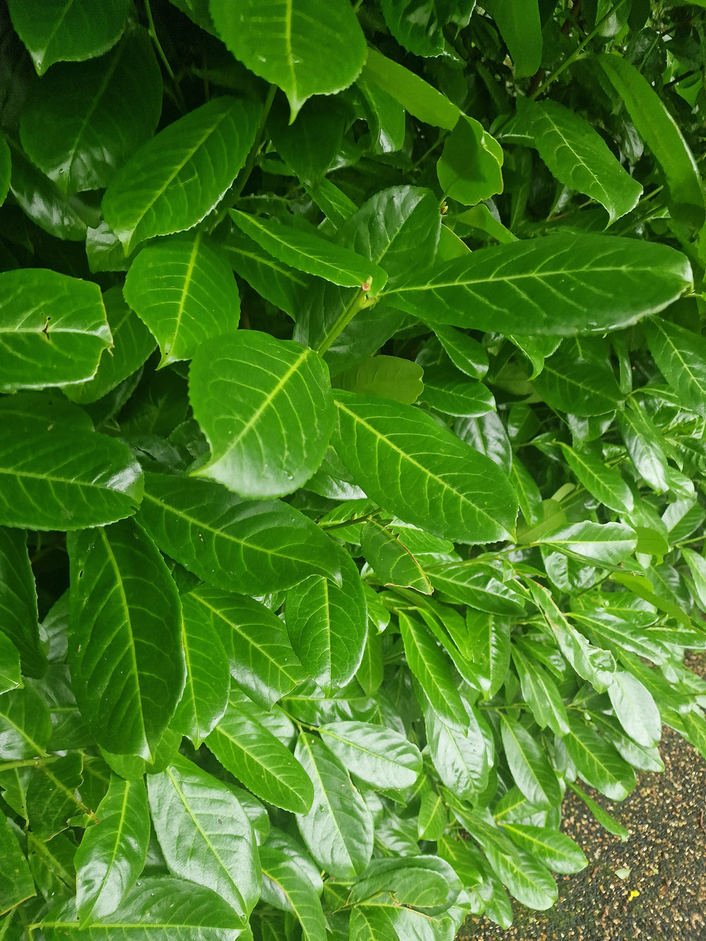Grasslands Nursery | Hedging Plants & Pleached Trees