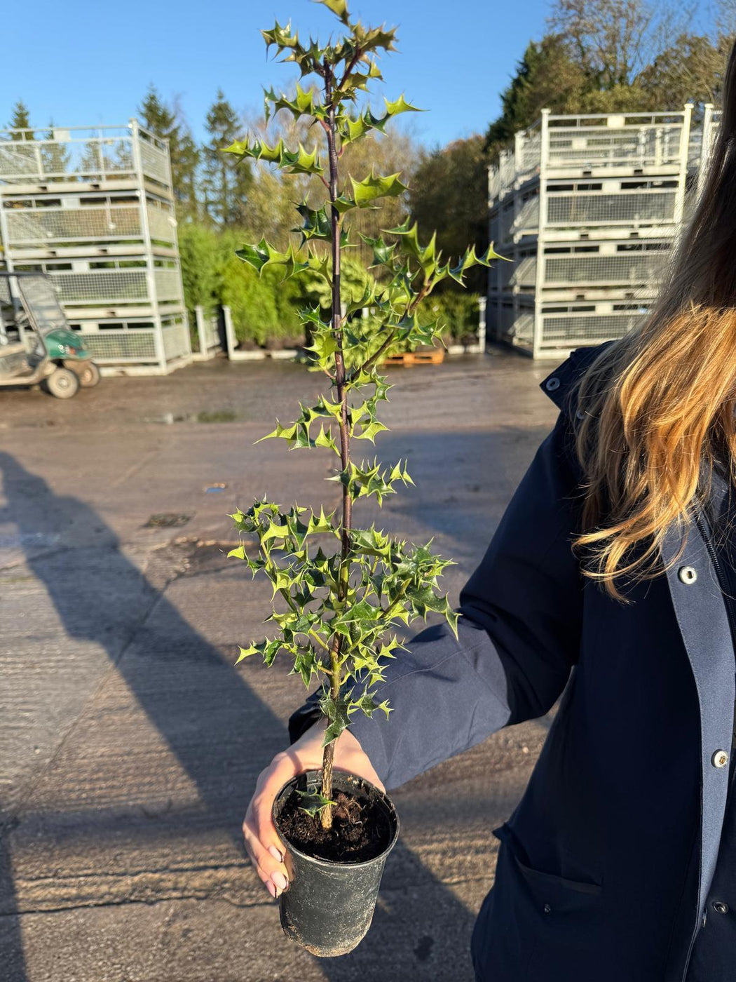 Ilex Aquifolium 9cm Pot 40/50 cm — Grasslands Nursery