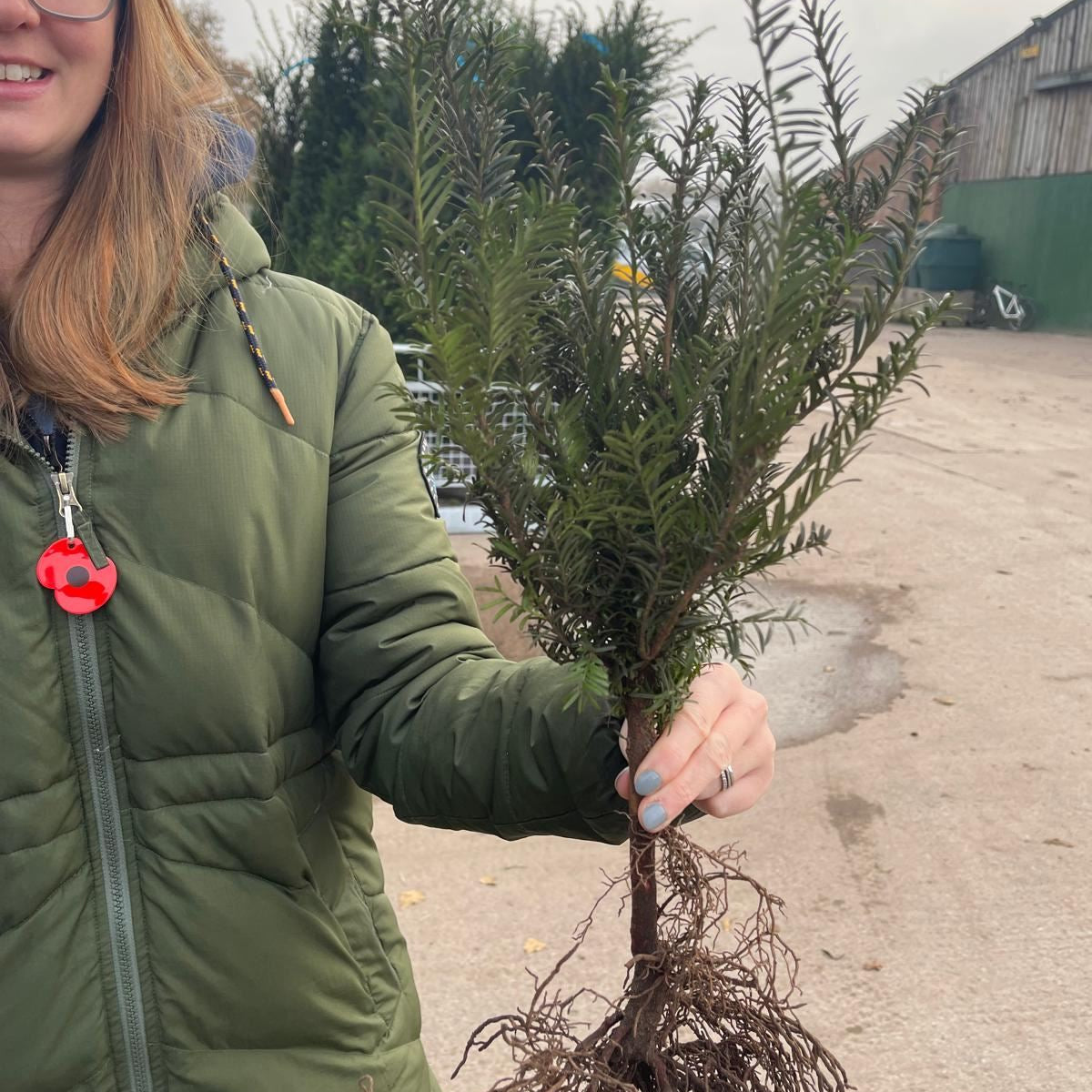 Yew Hedging Bare Root 25-30cm November Delivery — Grasslands Nursery